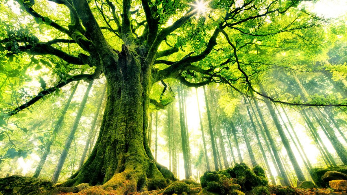 The Resiliency of Nature | Green Works in Kansas City