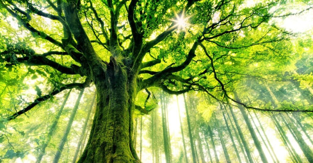 The Resiliency of Nature